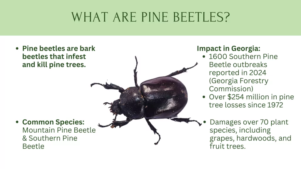What Are Pine Beetles? Signs, Symptoms, and Danger to Trees