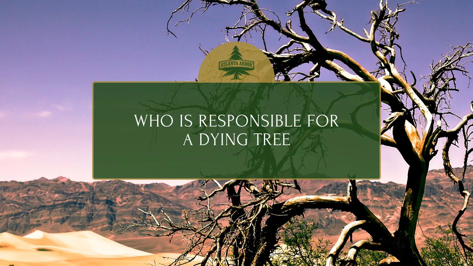 Who Is Responsible For a Dying Tree | Atlanta Arbor